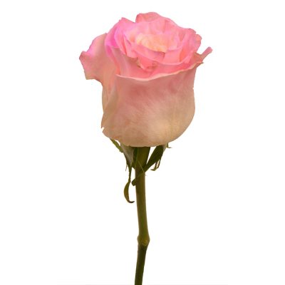 Click here for Members Mark Illusion 50cm Roses  96 Stems (Light... prices