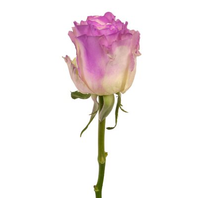 Click here for Members Mark Illusion 50cm Roses  96 Stems (Purple... prices