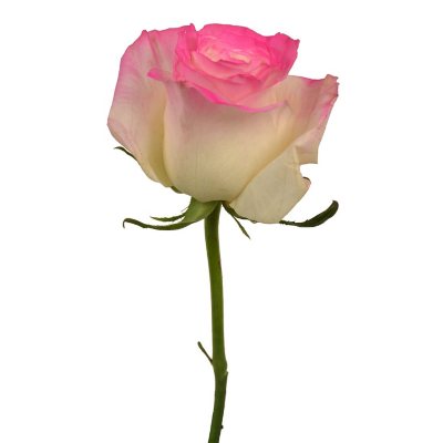 Click here for Members Mark Illusion 50cm Roses  96 Stems (Hot Pi... prices