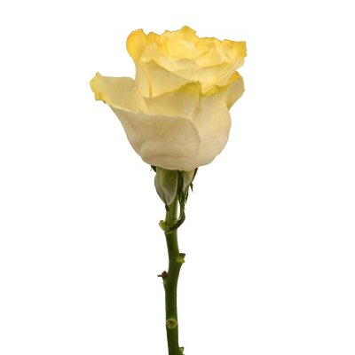 Click here for Members Mark Illusion 50cm Roses  96 Stems (Yellow... prices