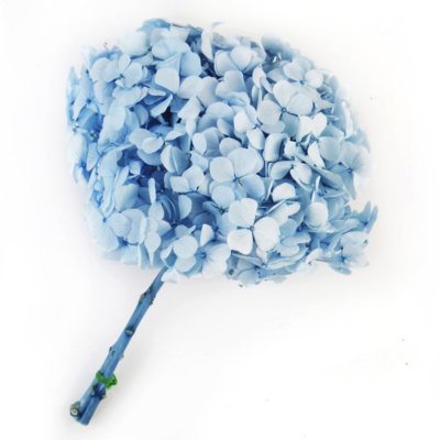 Preserved Hydrangeas - Light Blue - 45 Stems - Sam's Club