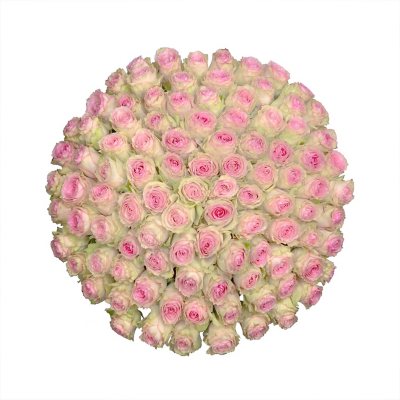 Click here for Members Mark 6 cm Ecuadorian Premium Roses - Esper... prices