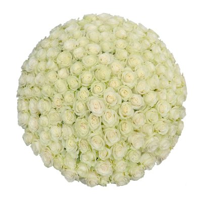 Click here for Members Mark 6 cm Ecuadorian Premium Roses - Mondi... prices