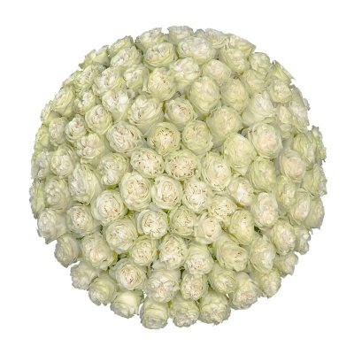 Click here for Members Mark 6 cm Ecuadorian Premium Roses - Moons... prices