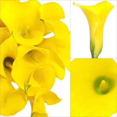 Mini Calla Lily - Yellow - 1000 Stems - Sam's Club